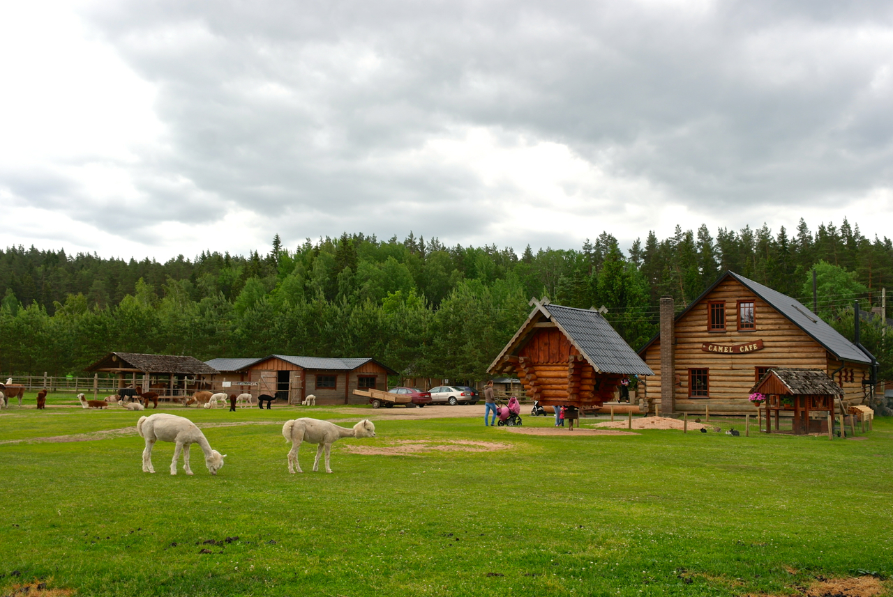 Besuch der größten Kamel-Farm im Baltikum– Tierisch in Fahrt