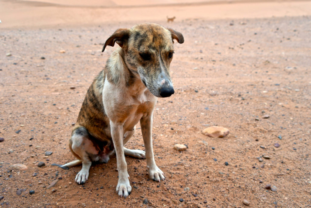 Streunerhunde in Marokko - Tierisch-in-Fahrt