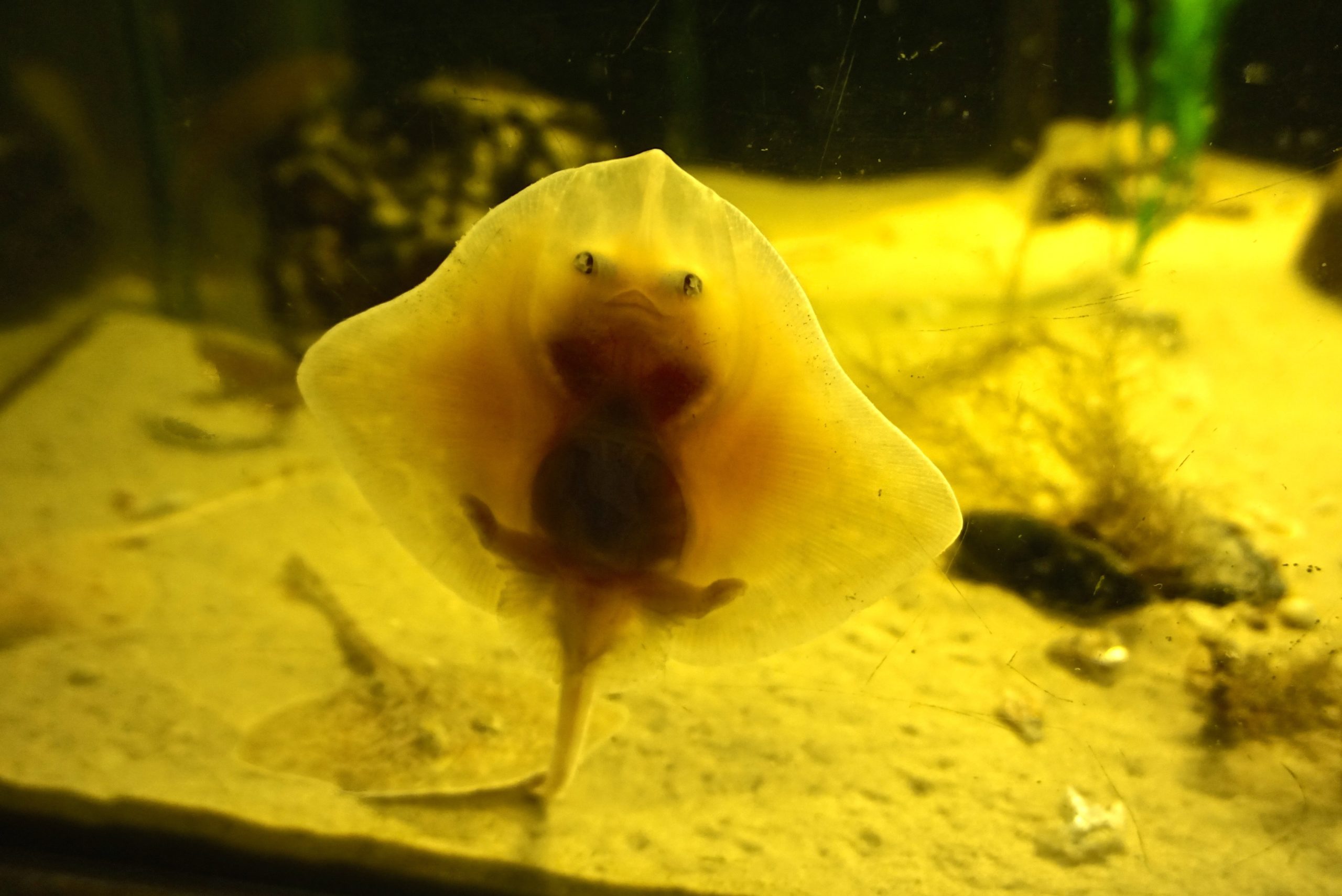 So niedlich können Rochen aussehen! - Tierisch in Fahrt